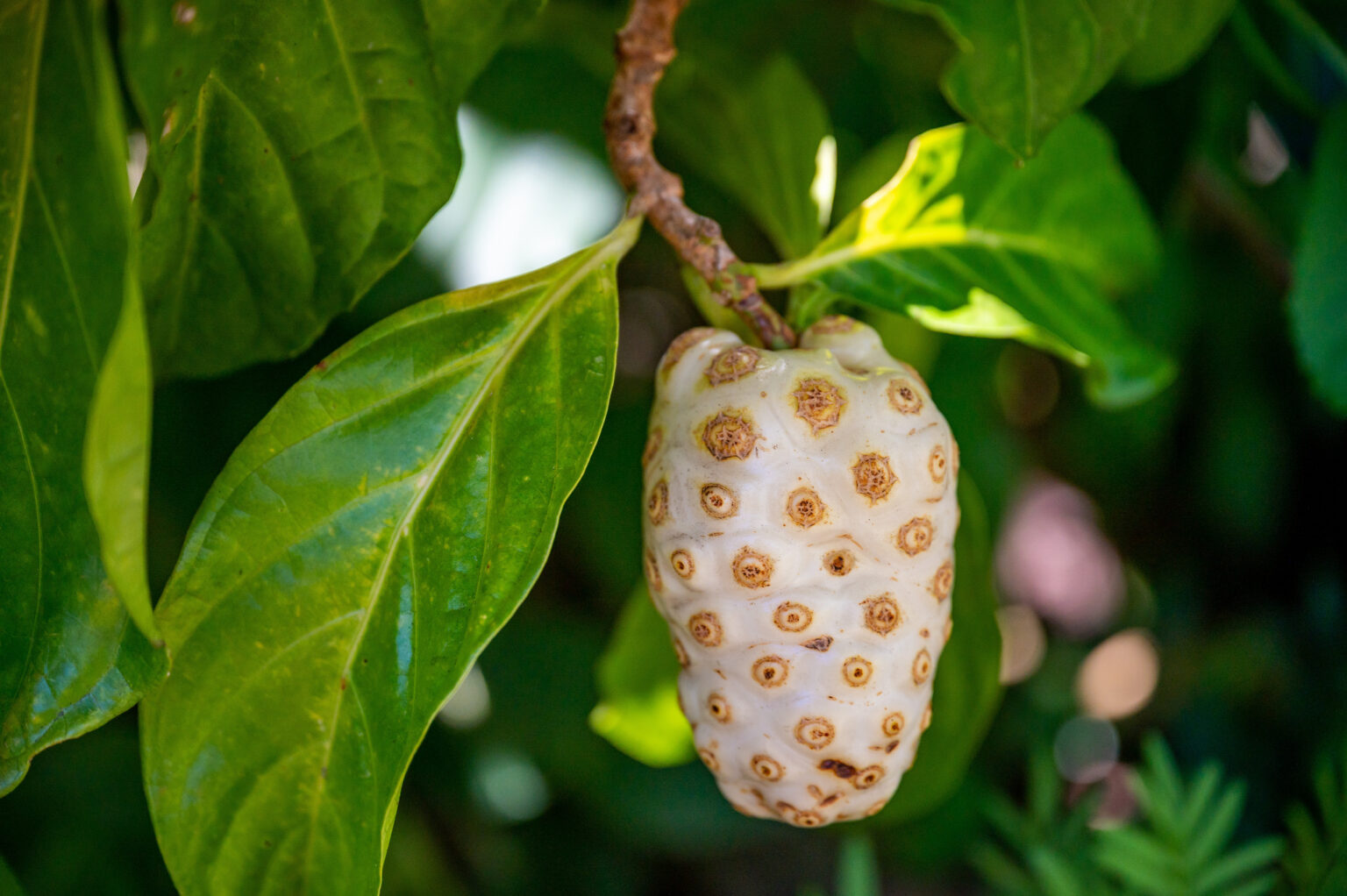 Healing Secrets in Montserrat’s Botanical Gardens - Montserrat Tourism ...